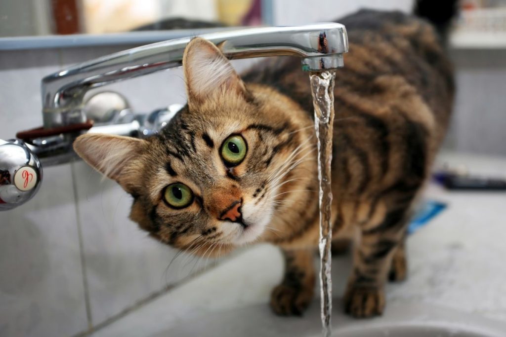 Gato: aprenda como fazê-lo beber água com mais frequência - Vida de Casa