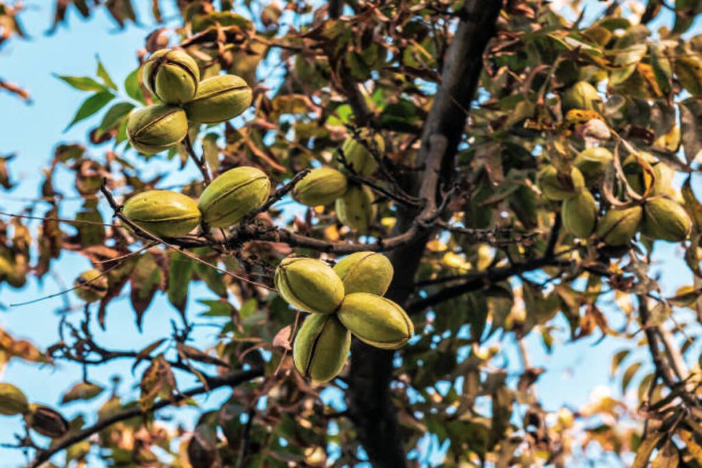 Será que é difícil cultivar nozes? Confira esse guia completo e saiba ...